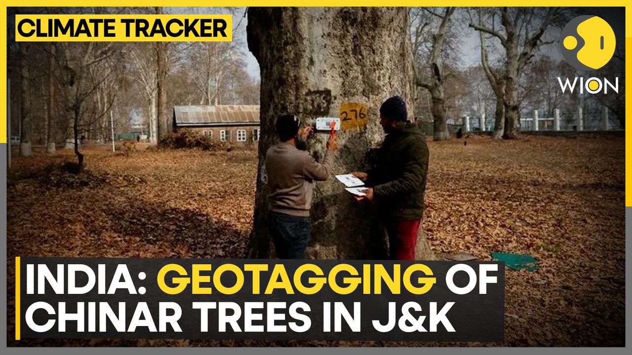 Geotagging of chinar trees in J&K: Effort to conserve renowned trees