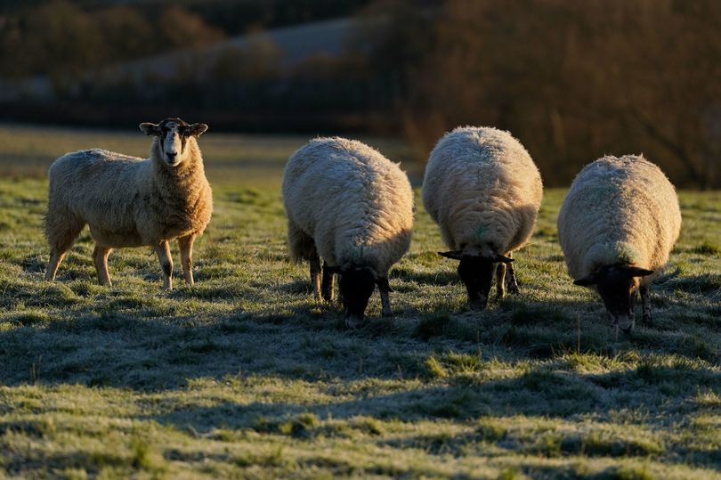 Police warn farmers after sheep rustlers steal 20 lambs