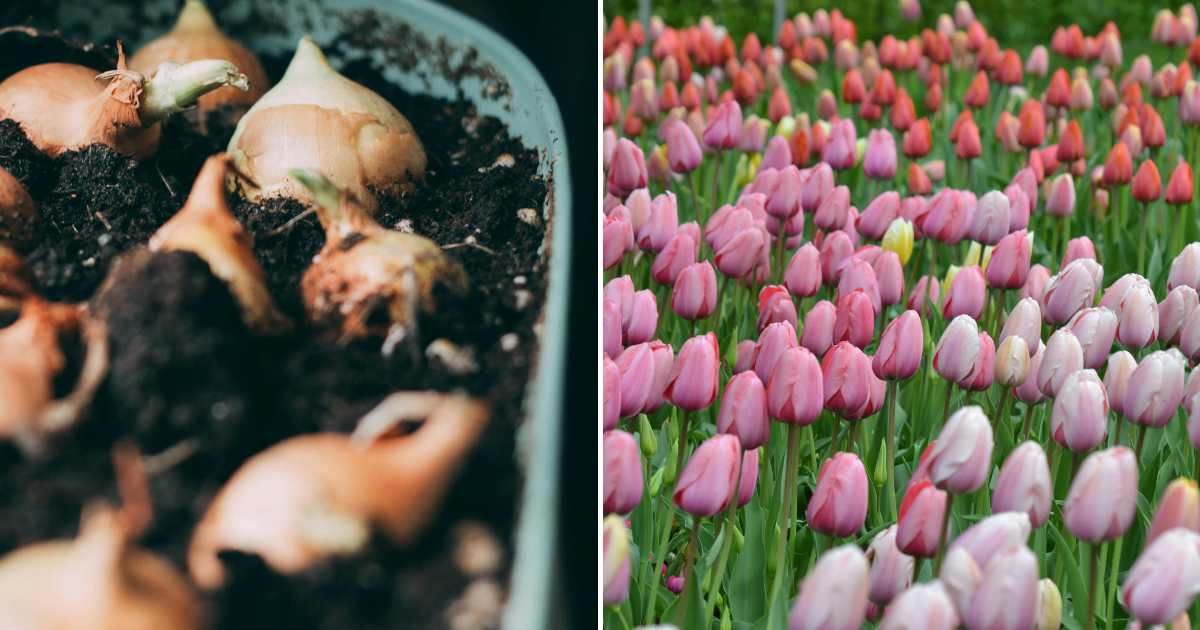 Gardening Expert Shares Simple ‘Bulb Lasagna’ Planting Hack That Gives ...