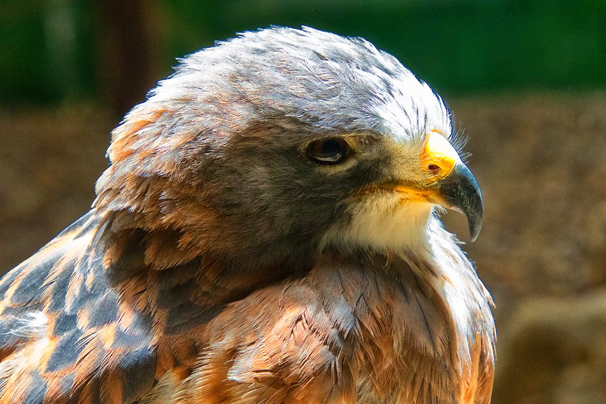 5 Essential Hawk Identification Tips for Birders