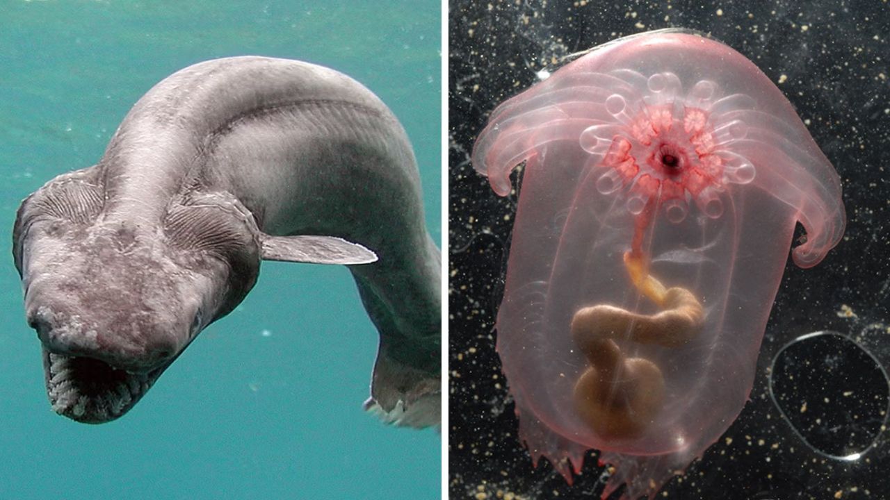 19 Essential Insights into the Wonders of Deep Sea Exploration