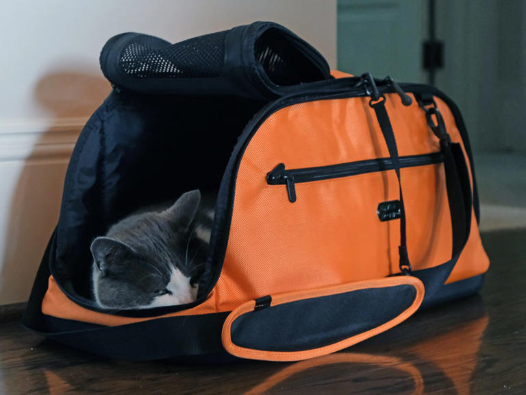 The 5 best airline-approved cat carriers for travel, tested and reviewed