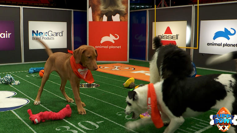 Puppy Bowl kicks off in February with a pair of Michigan 'players.' How ...
