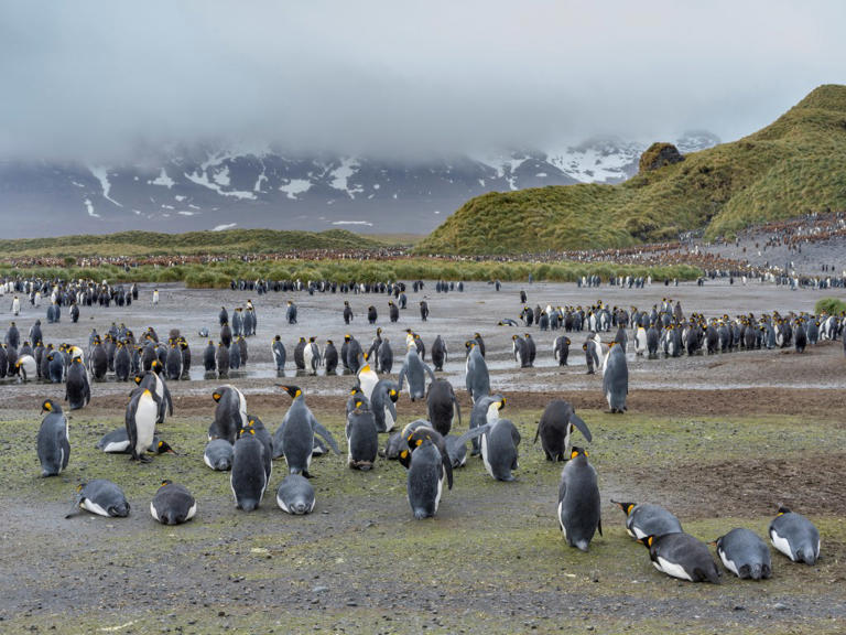 One trillion-ton ‘megaberg’ on crash course with UK island