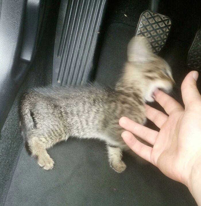 48 images of cursed cats causing mayhem everywhere they go
