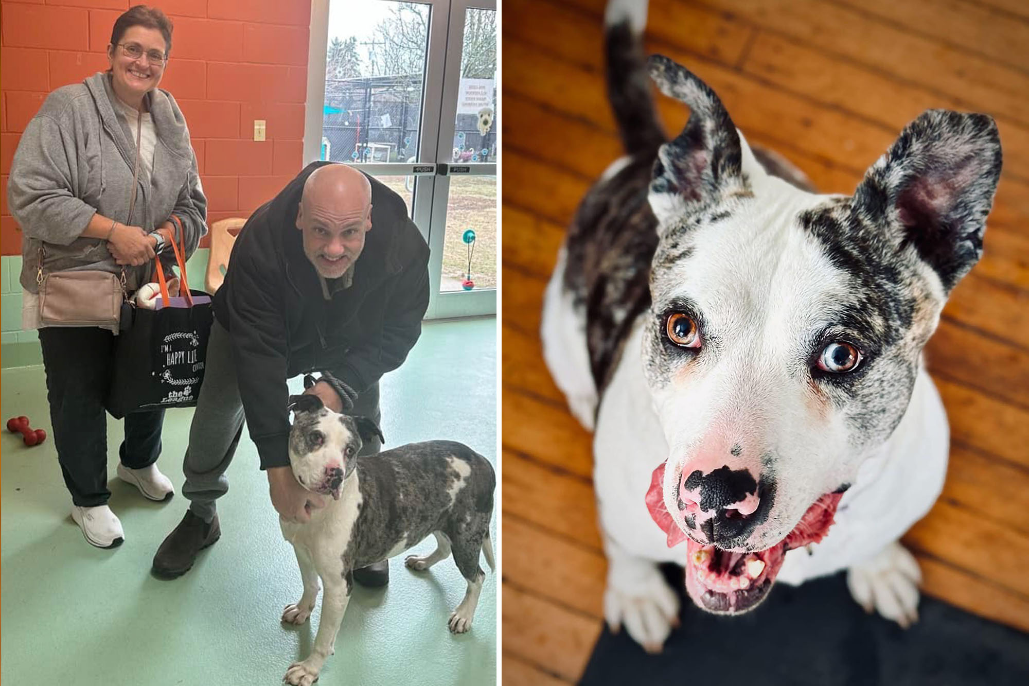 LI dog who spent 3 years in shelters finds home after ‘sign’ from owner ...