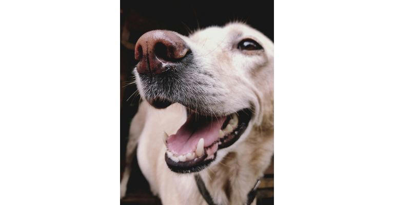 ¿Por qué los perros tienen bigotes? Esta es la función que cumplen ...