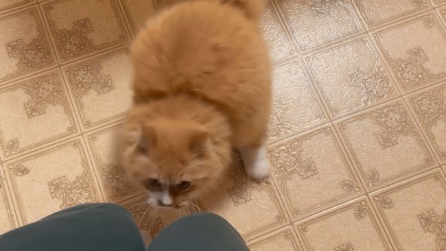 'Mighty' Double Amputee Cat Leaps Onto Owner's Lap