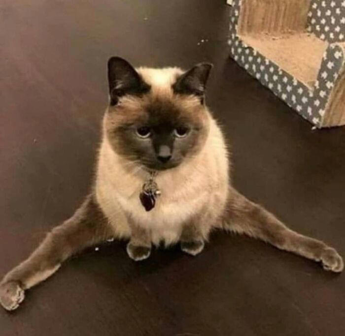 48 images of cursed cats causing mayhem everywhere they go