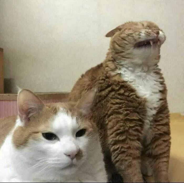 48 images of cursed cats causing mayhem everywhere they go