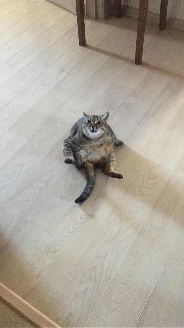 48 images of cursed cats causing mayhem everywhere they go