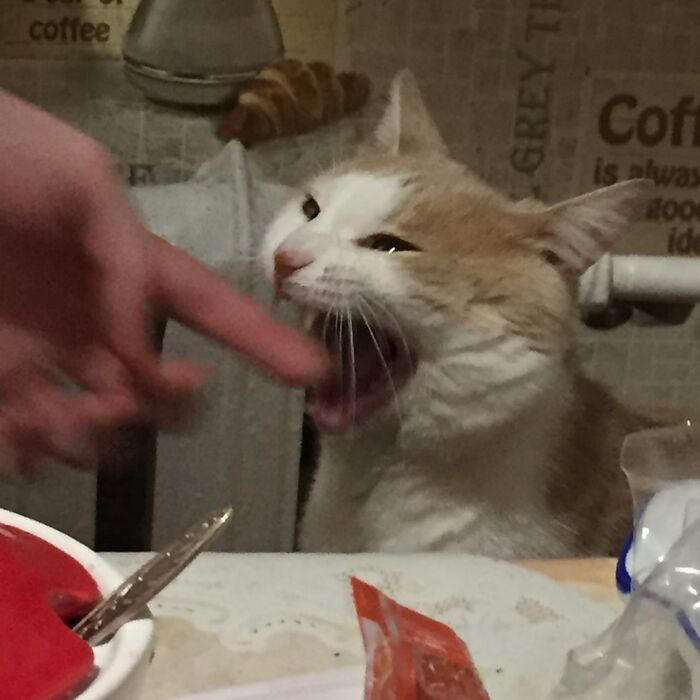 48 images of cursed cats causing mayhem everywhere they go