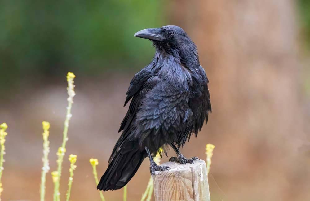 The Shocking Truth About How Crows Plan And Plot Revenge