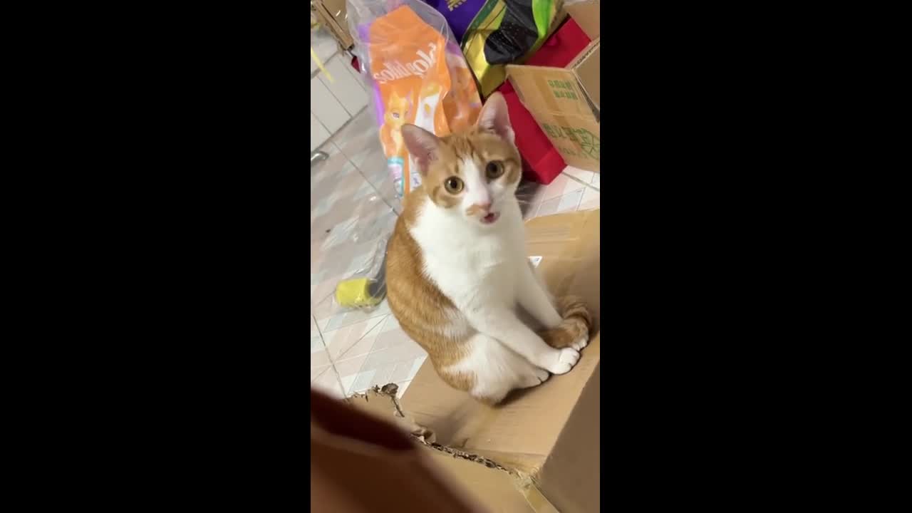 Cat meows in a silly way in Guangdong, China