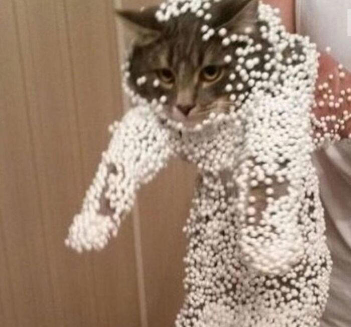 48 images of cursed cats causing mayhem everywhere they go