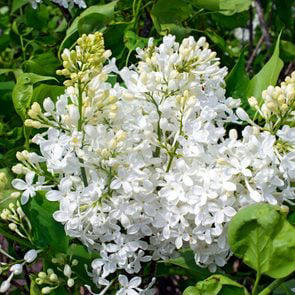How and When to Prune Your Lilac Bush