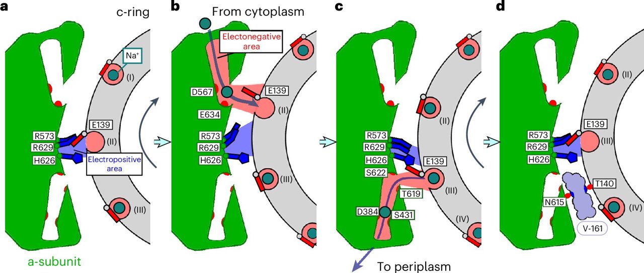 V-161: Newly discovered compound advances the fight against antibiotic ...