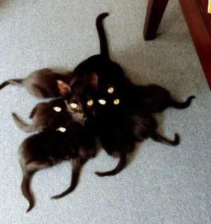 48 images of cursed cats causing mayhem everywhere they go
