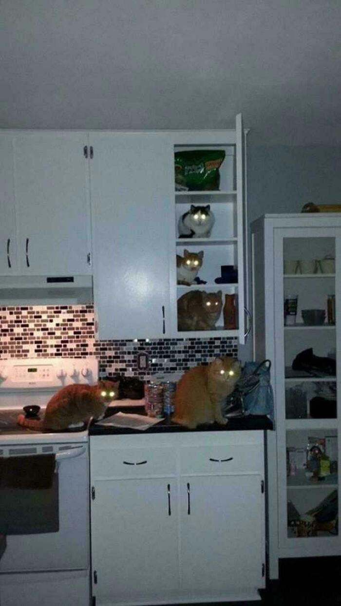 48 images of cursed cats causing mayhem everywhere they go