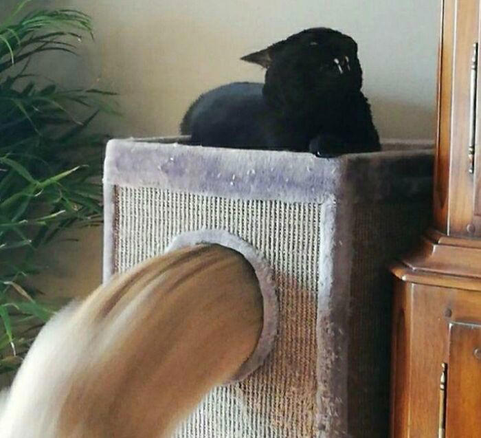 48 images of cursed cats causing mayhem everywhere they go