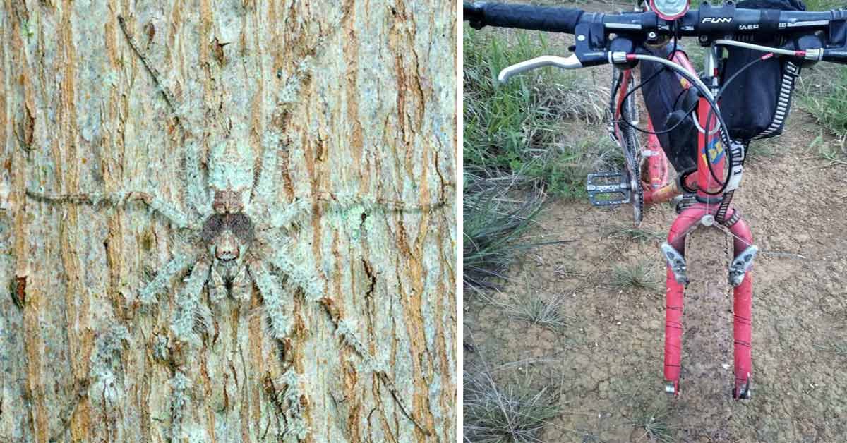 Best You've Never Seen: 25 Examples of Camouflage In Action