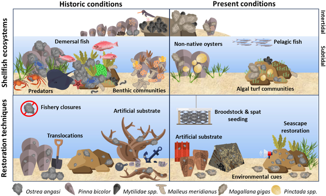 Native oyster and other shellfish recovery rests with robust reef ...