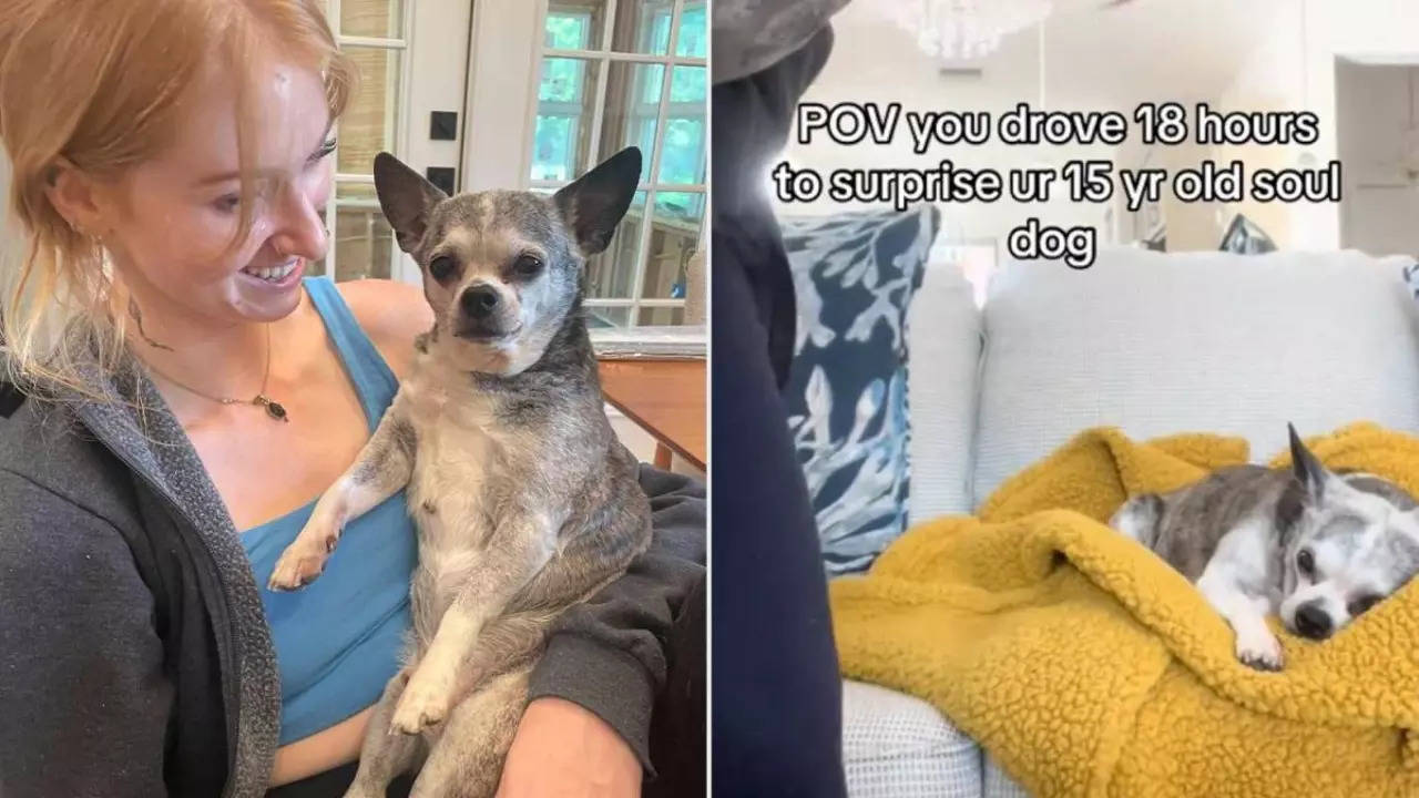 18-hours-drive to surprise her 15-year-old dog! Woman shares the story ...