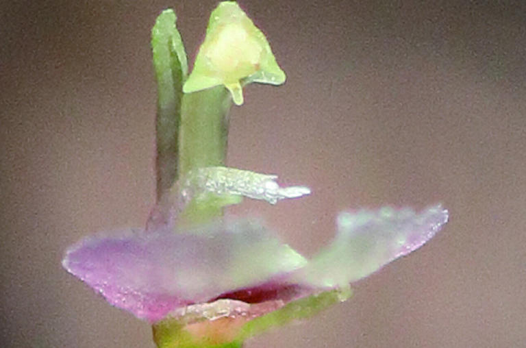 Orchid's unique structure reveals new self-pollination mechanism
