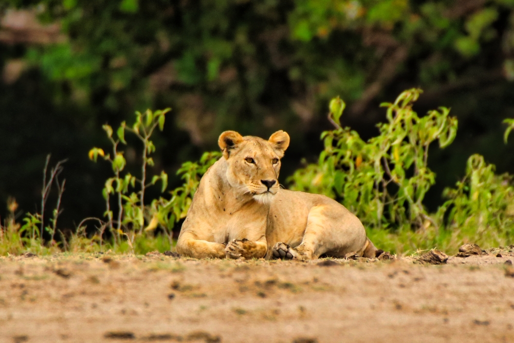 The Scariest Animal Attacks Ever Caught On Camera