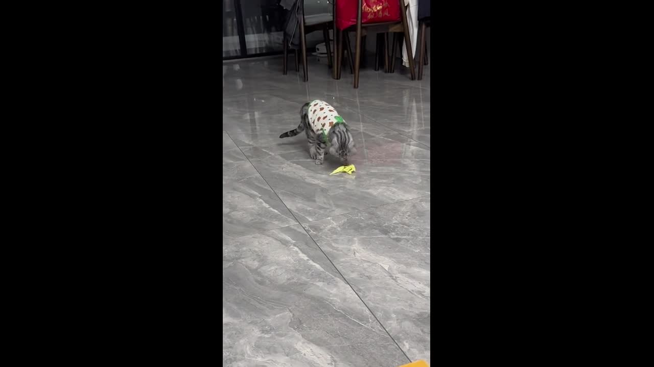 Cat startled by popping balloon in Jiangsu, China