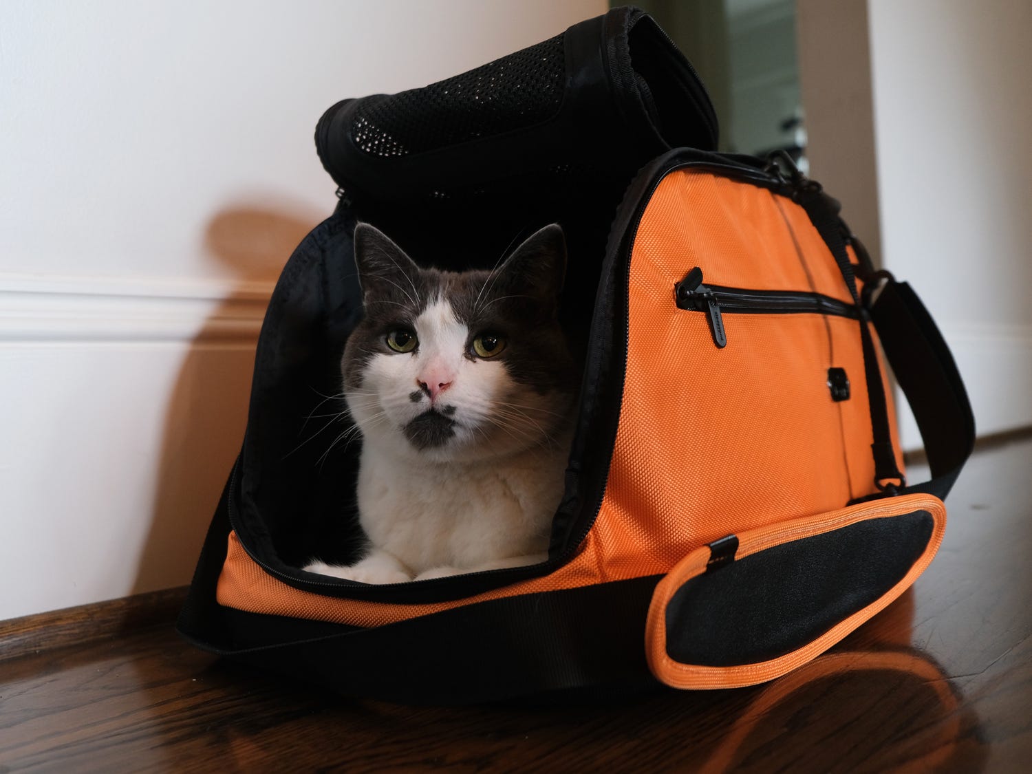 The 5 best airline-approved cat carriers for travel, tested for comfort ...