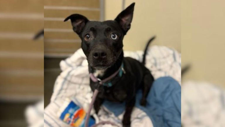 Progresso Soup Drops skip the spoon and bowl entirely