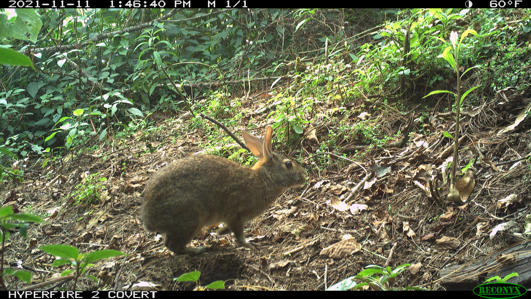 Rabbit Lost for 120 Years Found Hopping Around in the Mountains