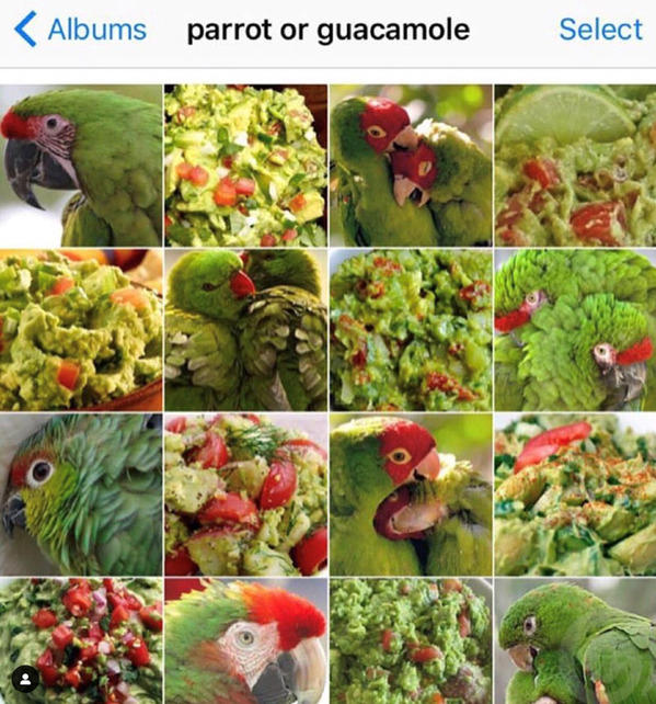 35 Funny Guacamole Memes For Anyone Who Can’t Resist That Green Gold