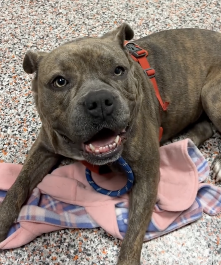 Dog Displaced By LA Fires Sees Snow For First Time After Utah Adoption