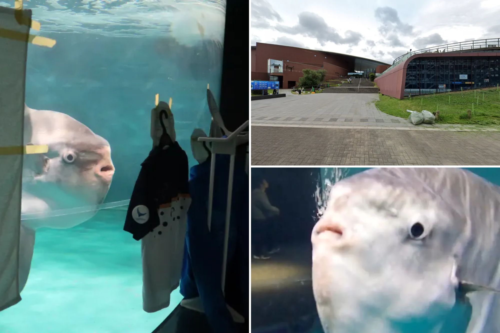 Sunfish that got sick after aquarium closed has recovered — thanks to ...