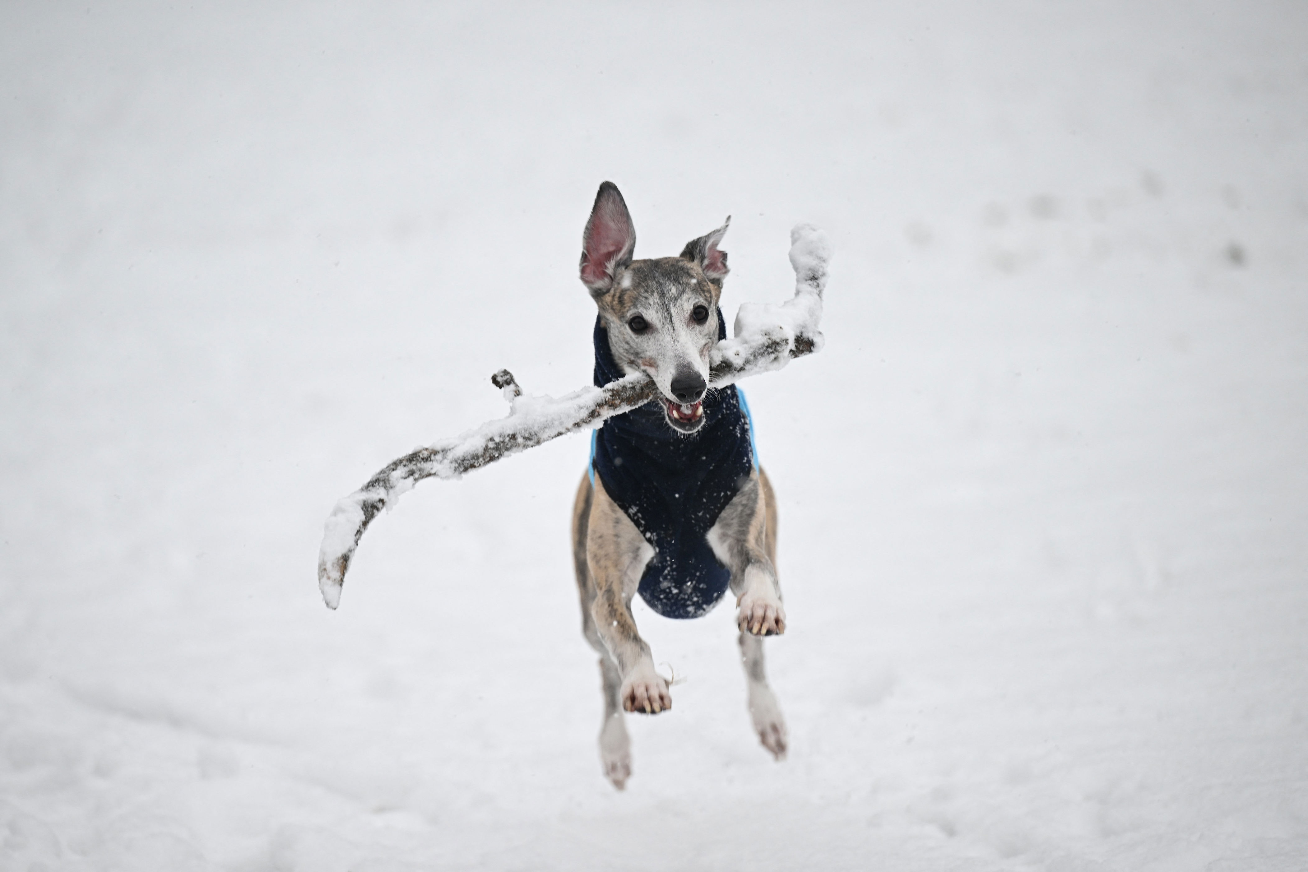 Southern dogs experiencing snow for the first time is super heartwarming