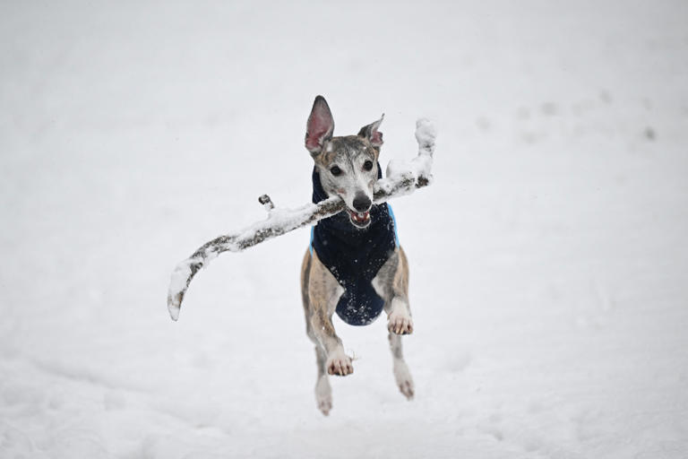 Southern dogs experiencing snow for the first time is super heartwarming