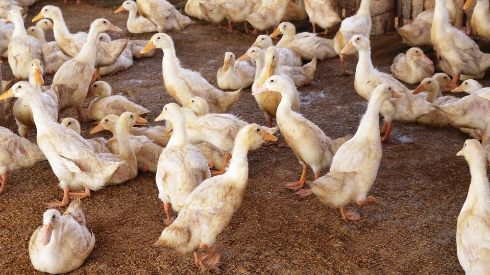 New York farm forced to euthanize over 100,000 ducks after bird flu ...