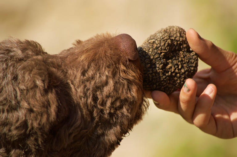 ‘Very exciting’ new species of truffles discovered — thanks to dogs ...
