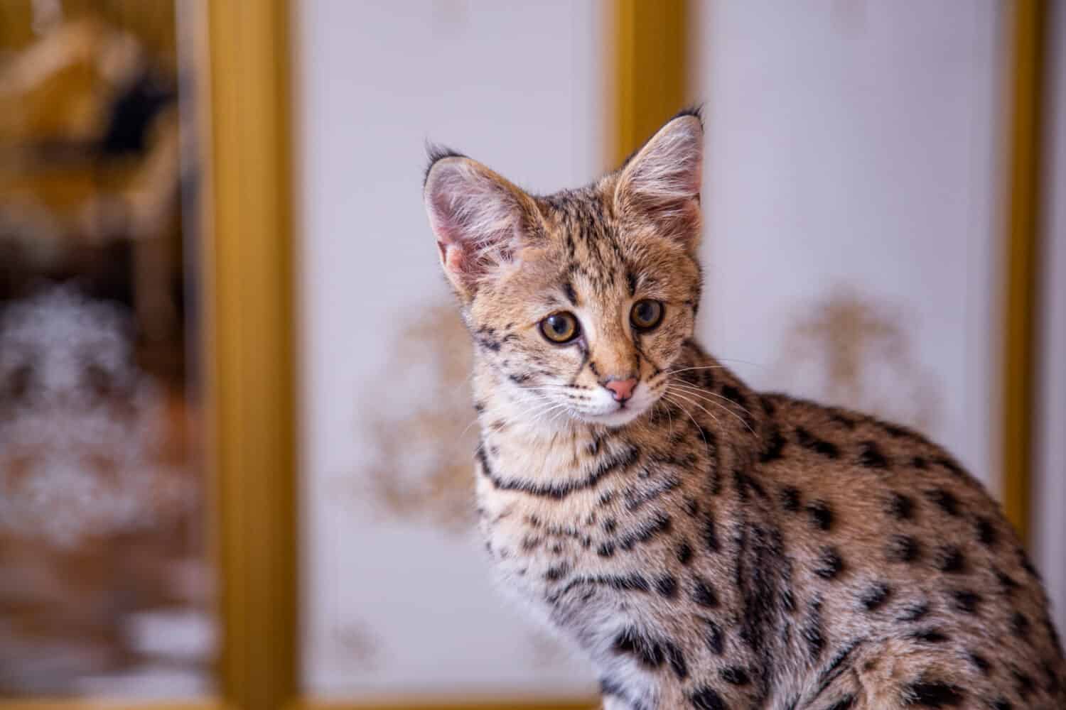 The 9 Spotted Cat Breeds and Where They Came From