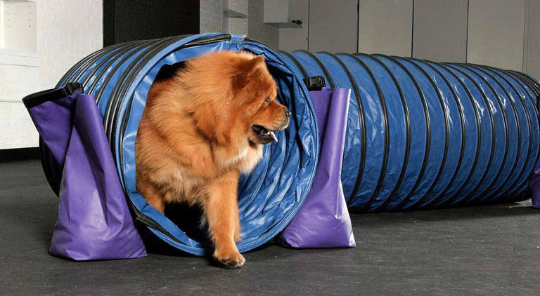 The Powerful Chow Chow: China’s All Purpose Breed