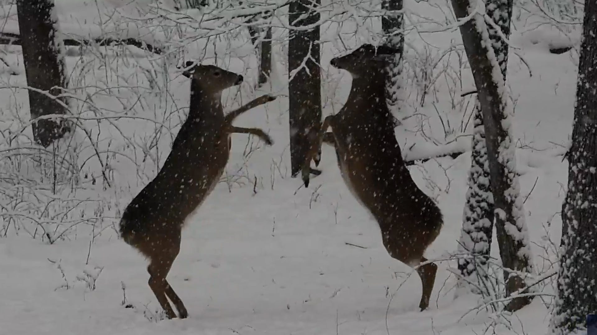 Two female deer battle for supremacy in Wisconsin's woods