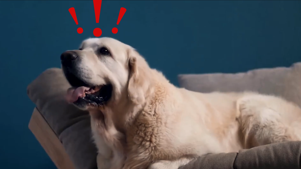 Man Comes Home From Work, and His Grieving Dog Uncovers a Hidden Intruder!