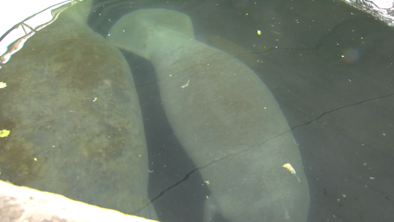 Cold snap puts manatees at risk in the Tampa Bay area