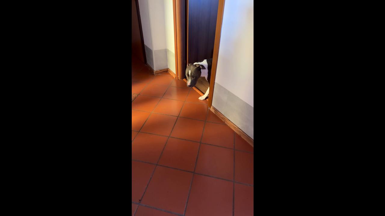 Sneaky Dog Can't Be Seen Until Last Second