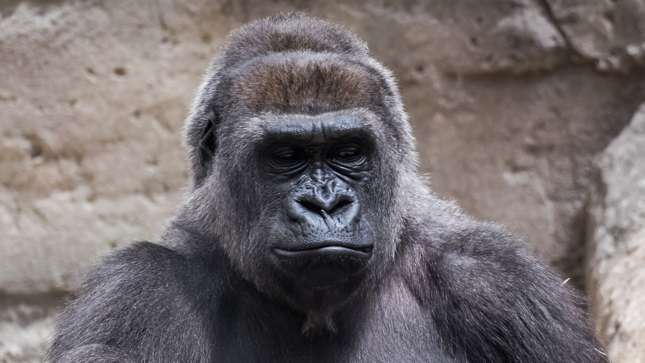 Animal Planet - Beautiful Creatures of Planet Earth