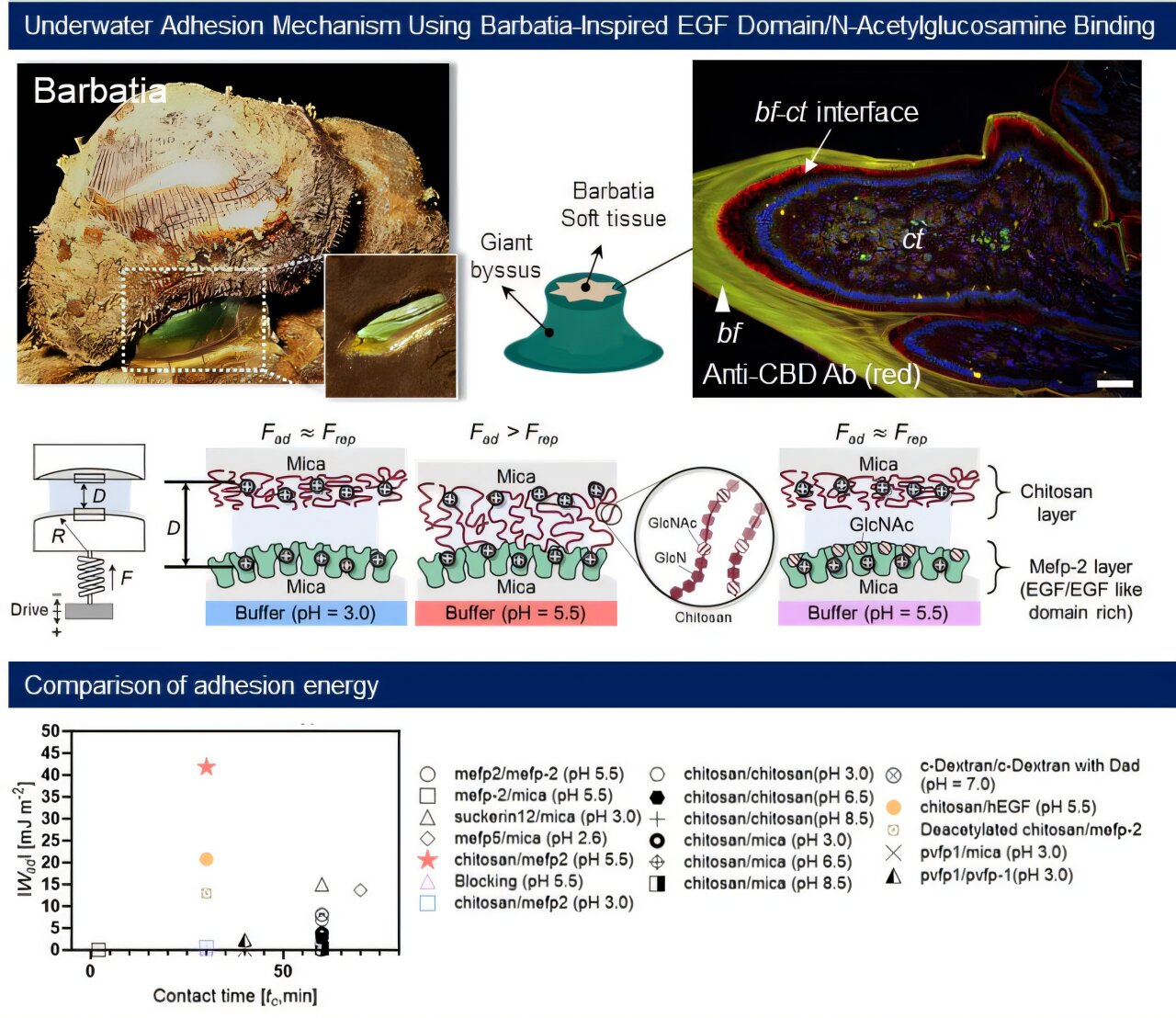 Molecular mechanism reveals how hairy mussels achieve reversible underwater adhesion