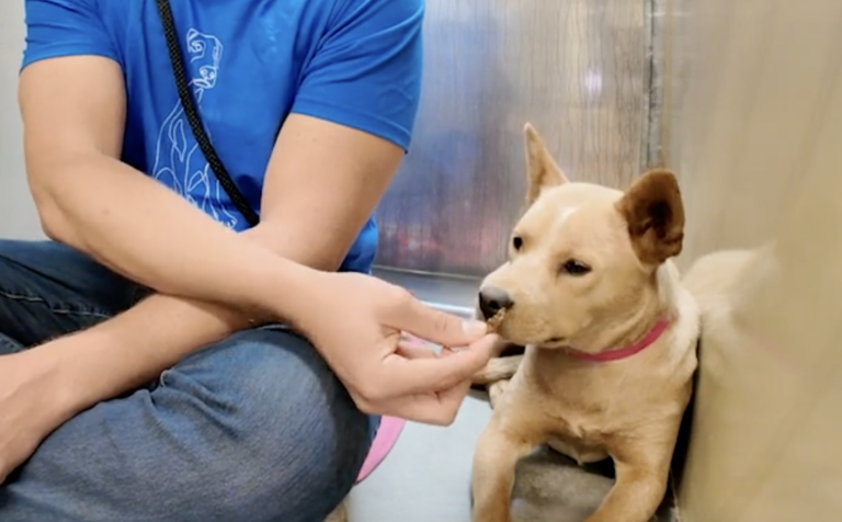 Dixie Was Too Scared to Trust—Then She Found Her Voice in the ...