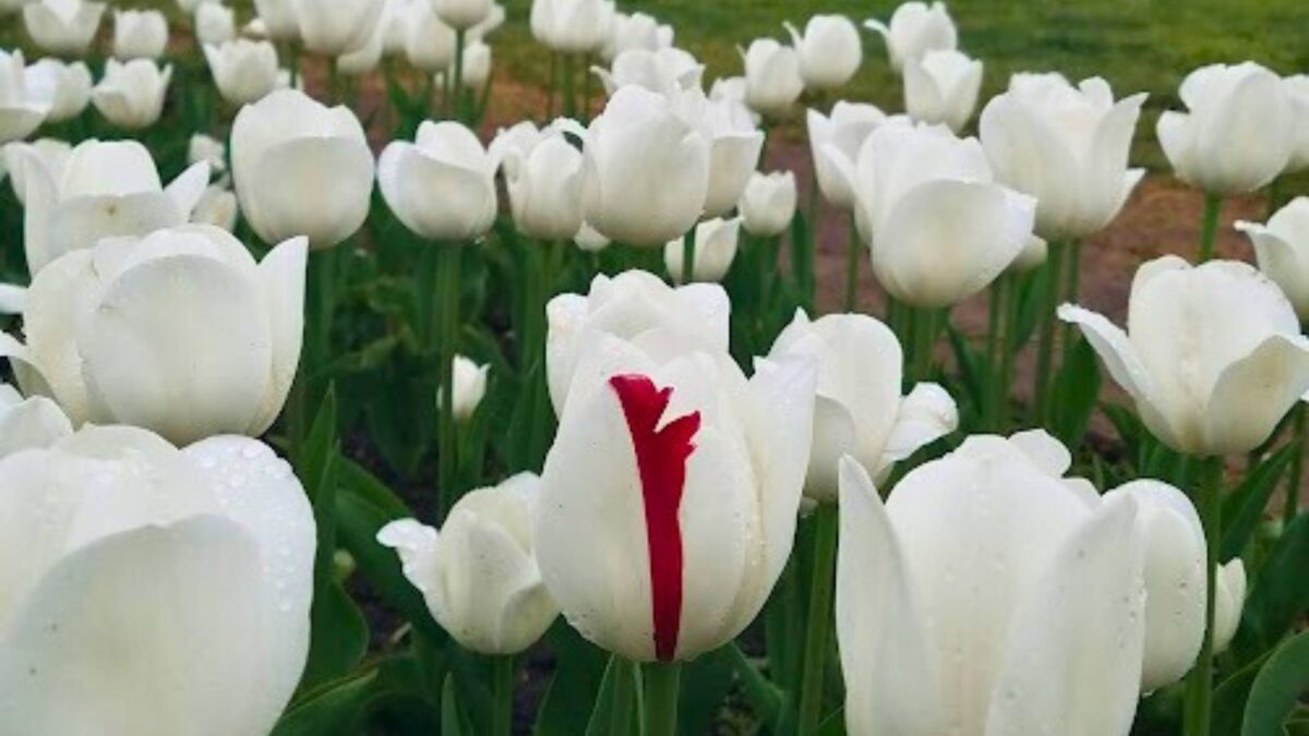 8 Tulip Varieties That Will Delight Your Senses